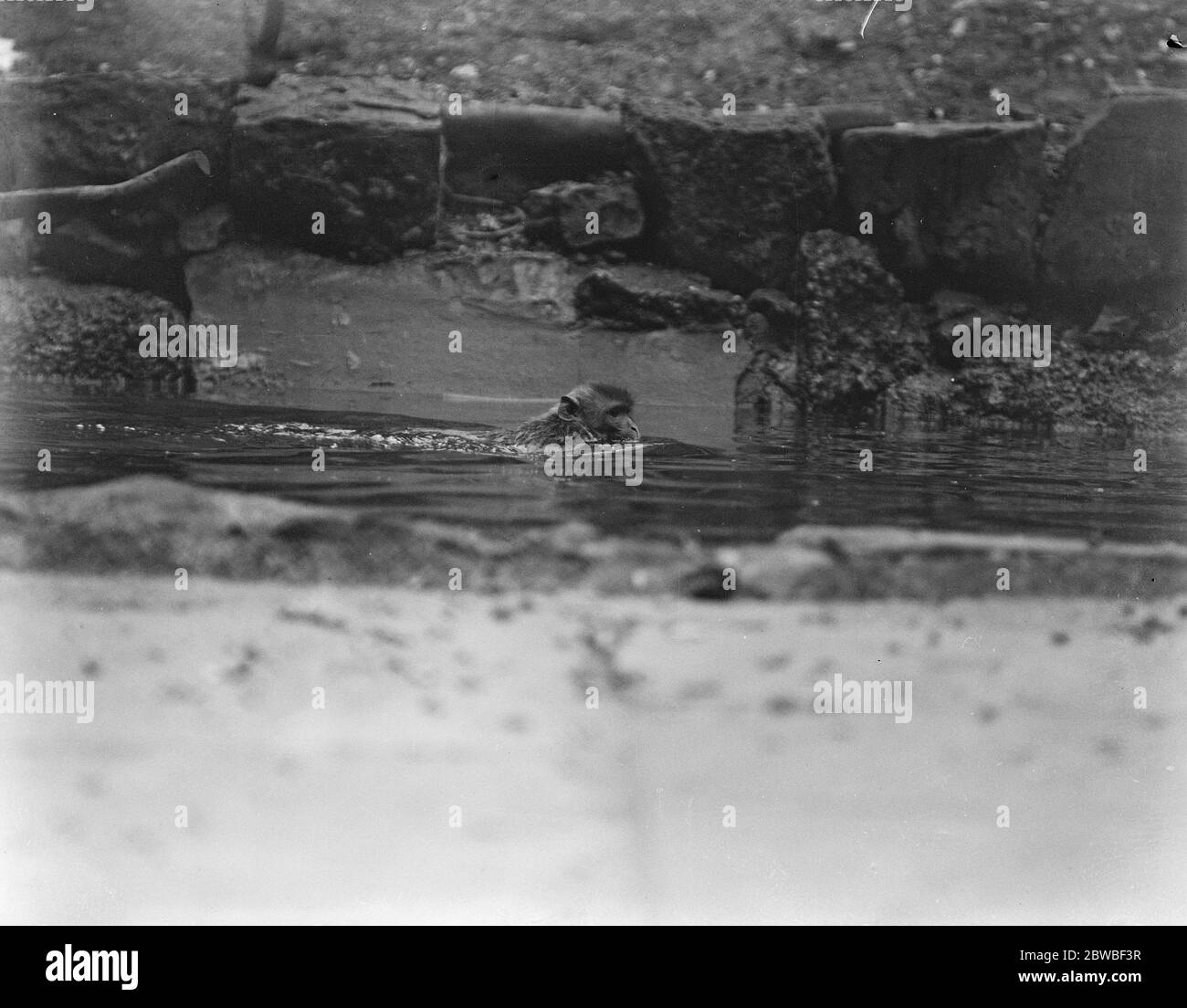 Tarzan of the waves . Zoo monkey goes a swimming . 27 May 1921 Stock ...