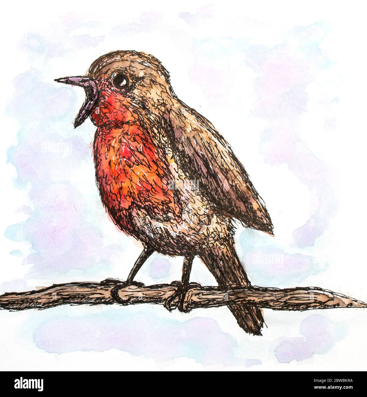 Robin Bird on a Branch Singing Watercolour Illustration Stock Photo - Alamy