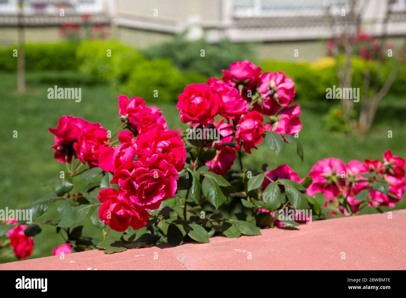 Beautiful roses on tree bush leaves Stock Photo - Alamy
