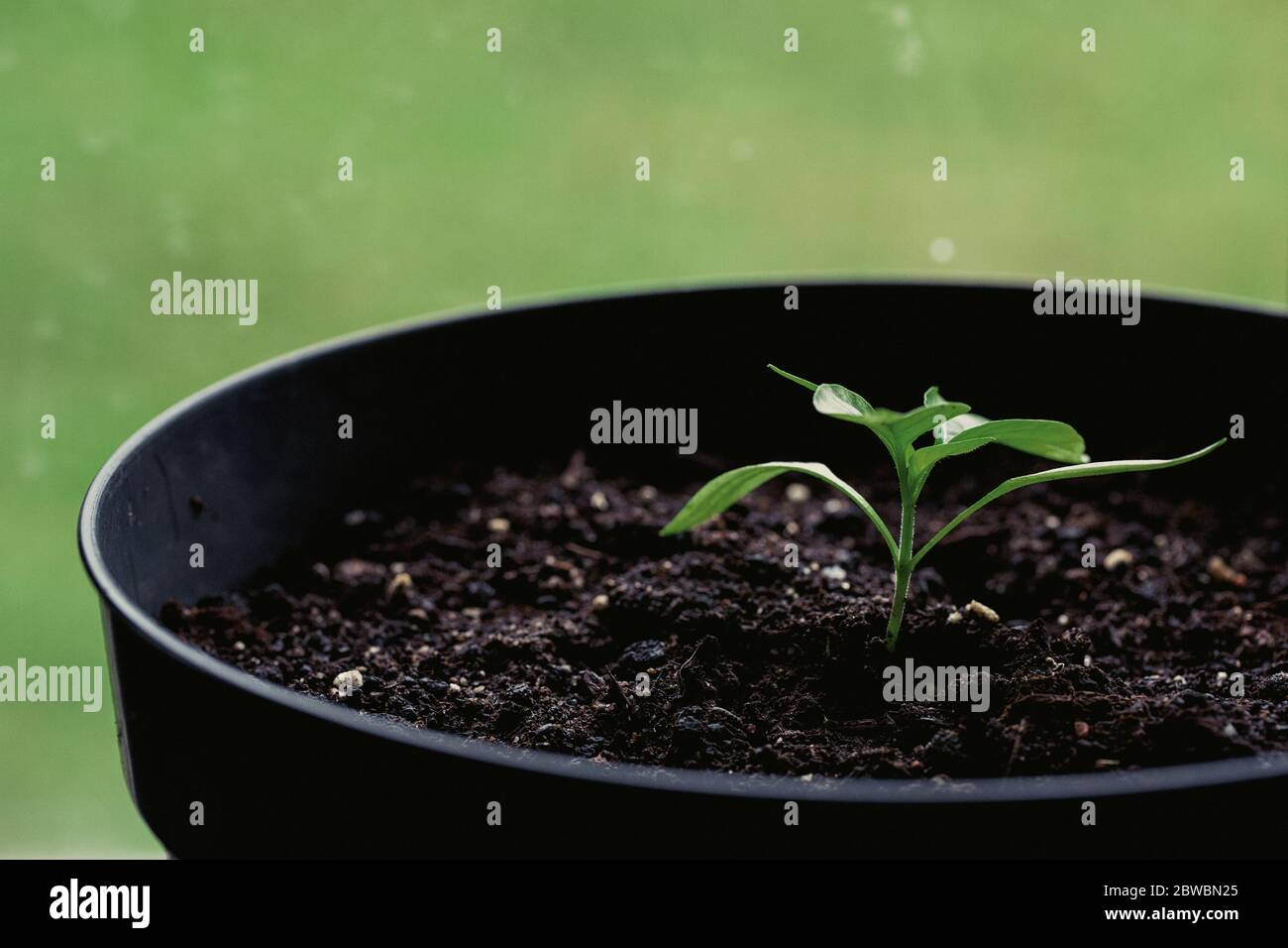 Sprout plant pepper vegetable grow hi-res stock photography and images ...