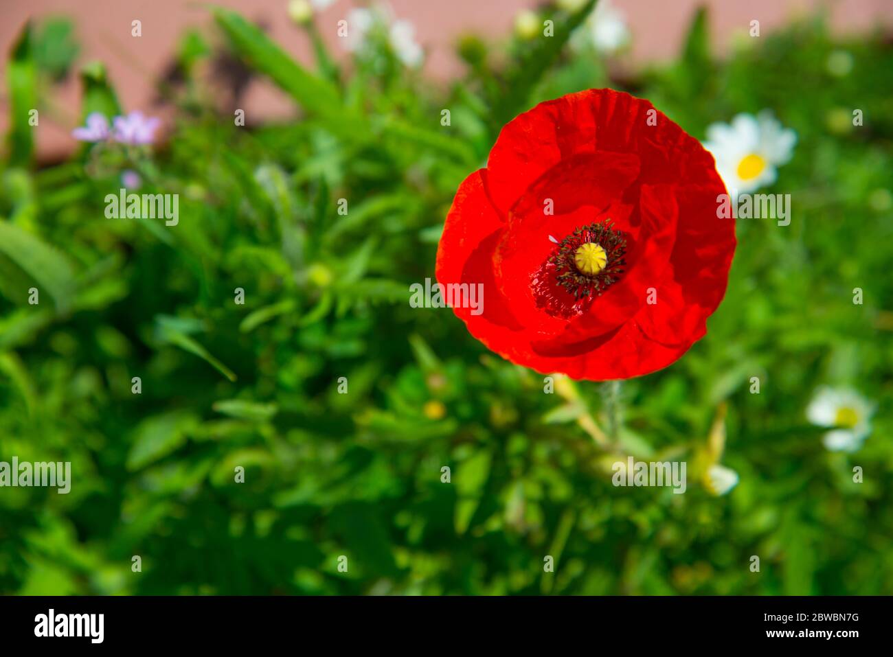 Poppy red fondo hi-res stock photography and images - Alamy