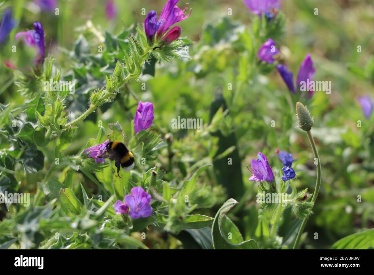 Buzzy bee hi-res stock photography and images - Alamy