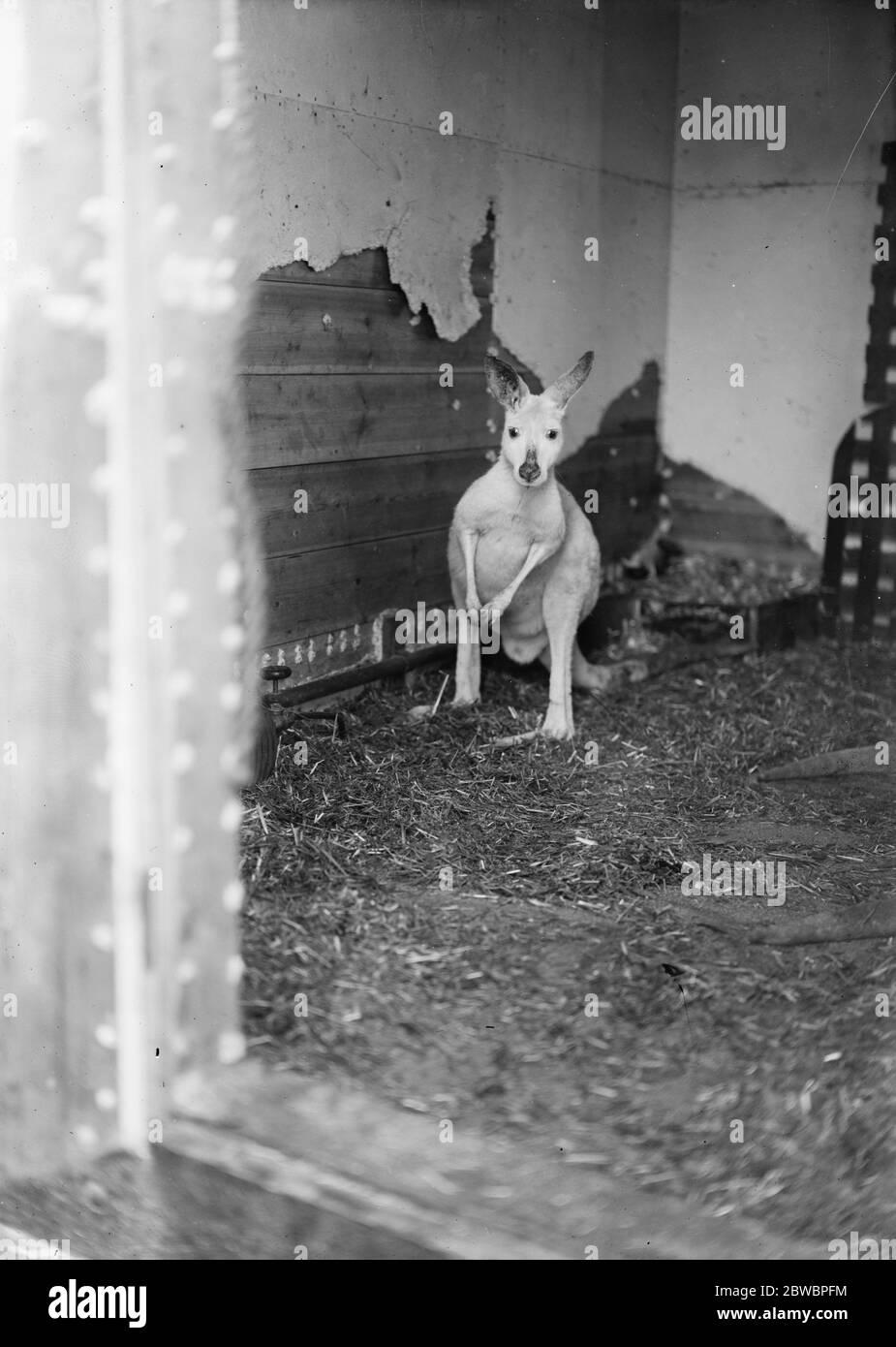 First white kangaroo in England . Princess the white kangaroo ...