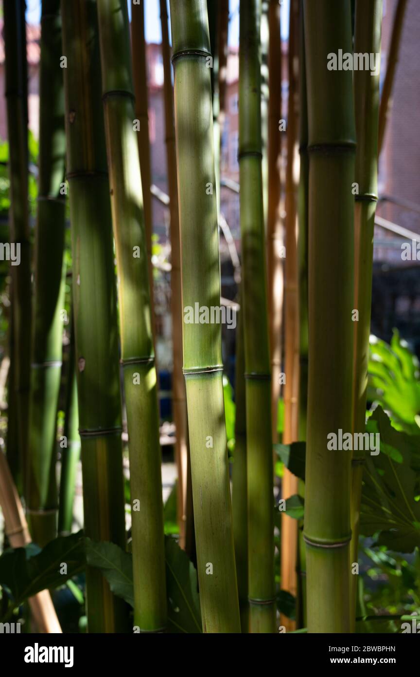 Tall thick stems hi-res stock photography and images - Alamy