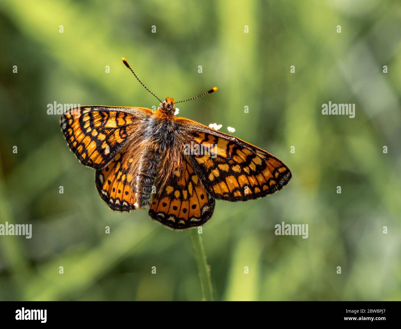 Individual butterfly hi-res stock photography and images - Alamy