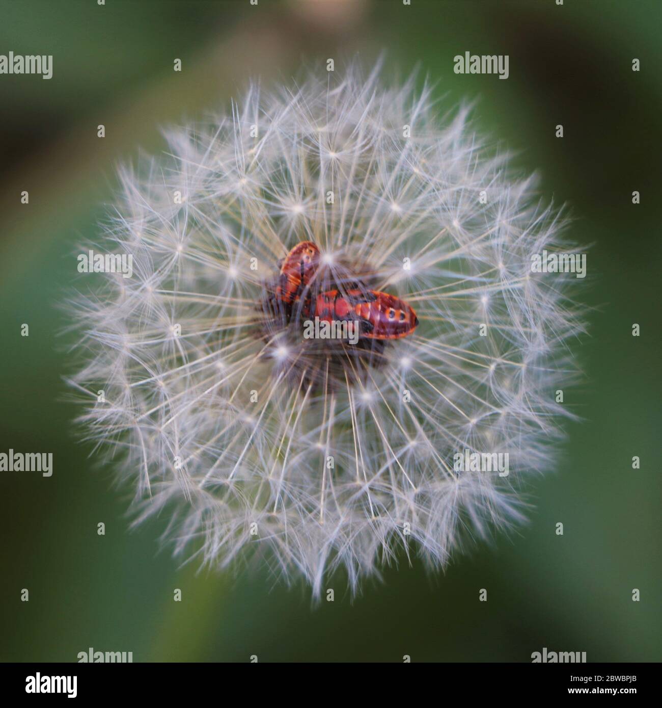Red bugs in a dandelion clock Stock Photo - Alamy
