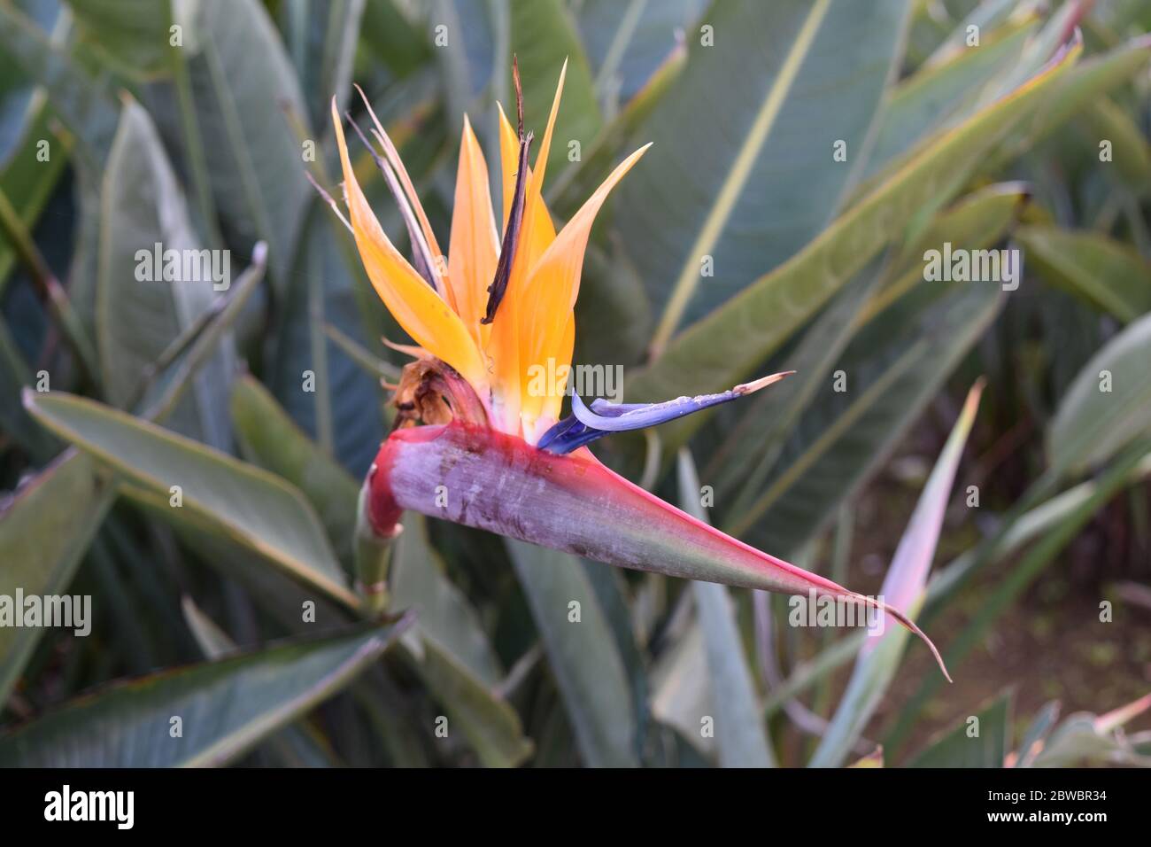 Beautiful flowering bird of Paradise Flower blossom in Sao Miguel Stock ...