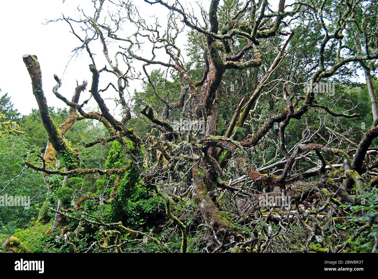 Old tree trunk overgrown green hi-res stock photography and images - Alamy