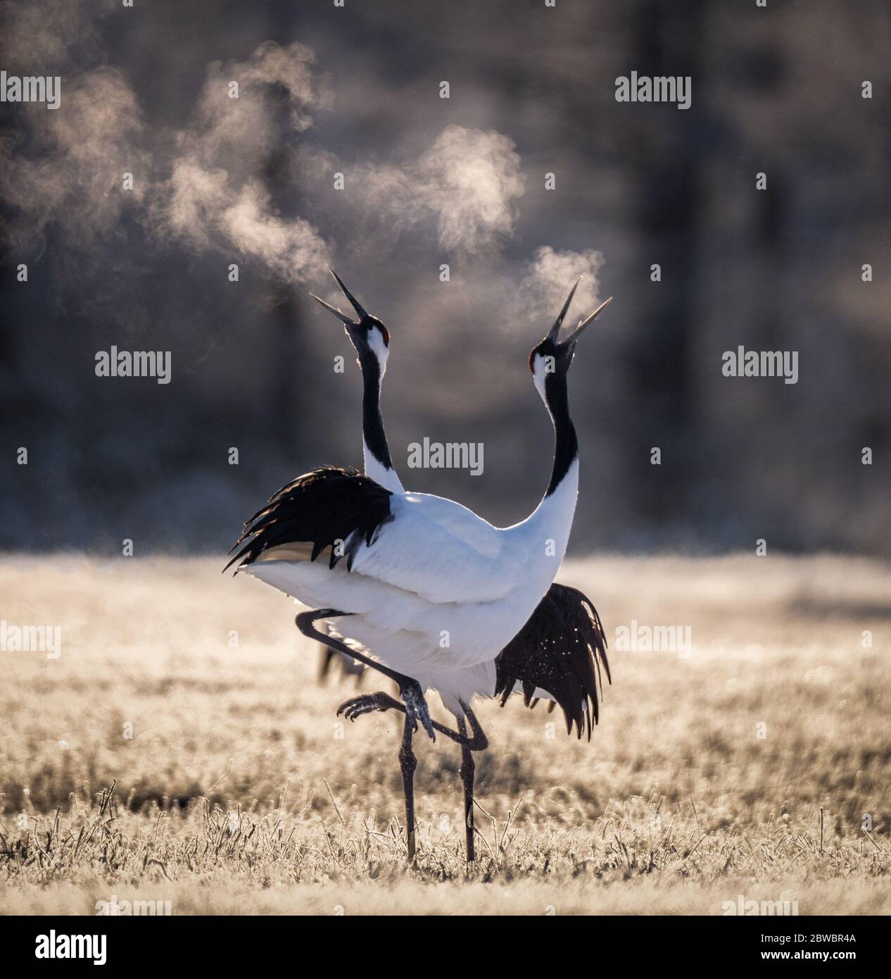 Two red-crowned cranes dancing ritual marriage dance and breathing in ...