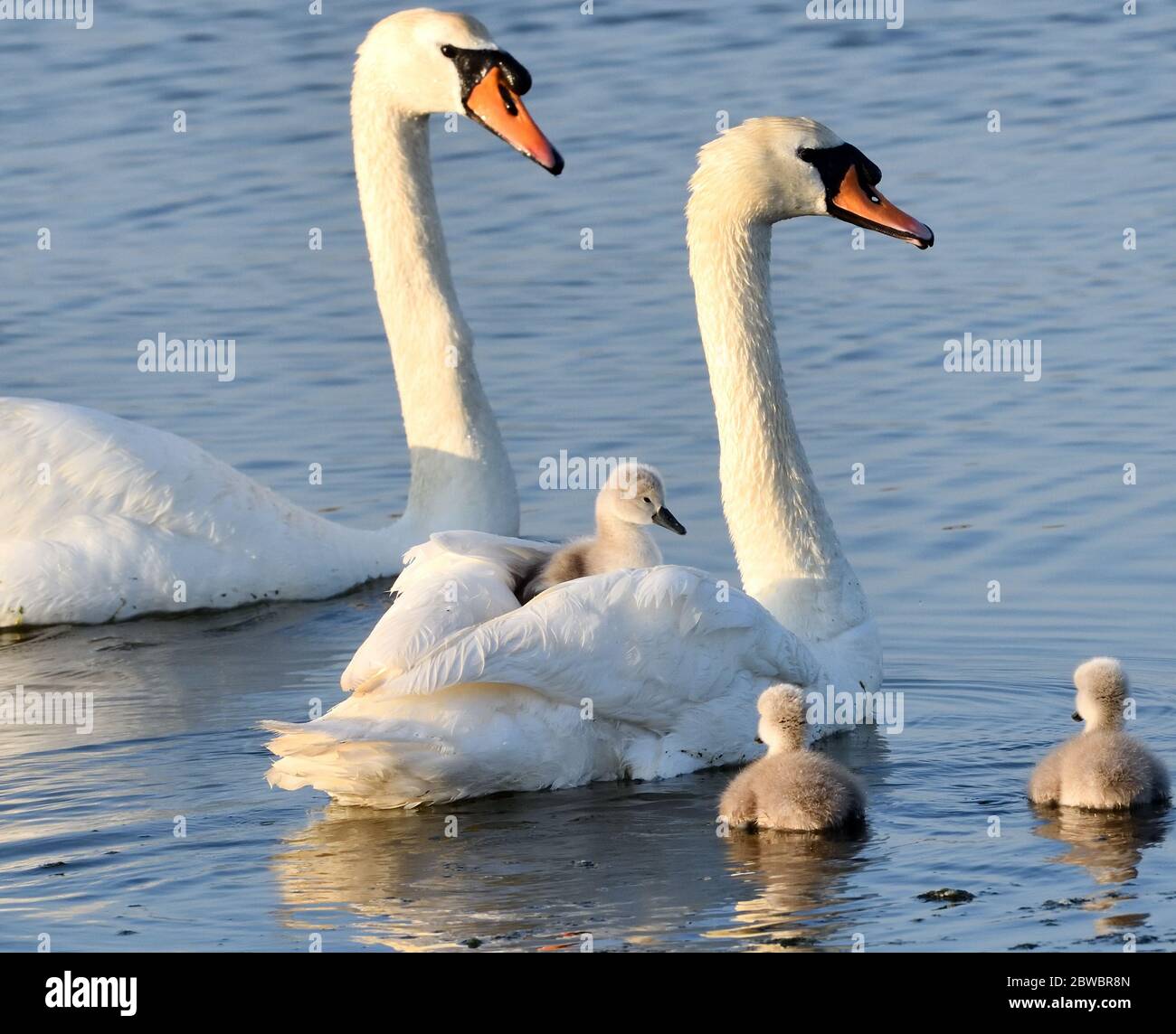 A young mute swan (Cygnus olor) rides on its mothers back on the ...