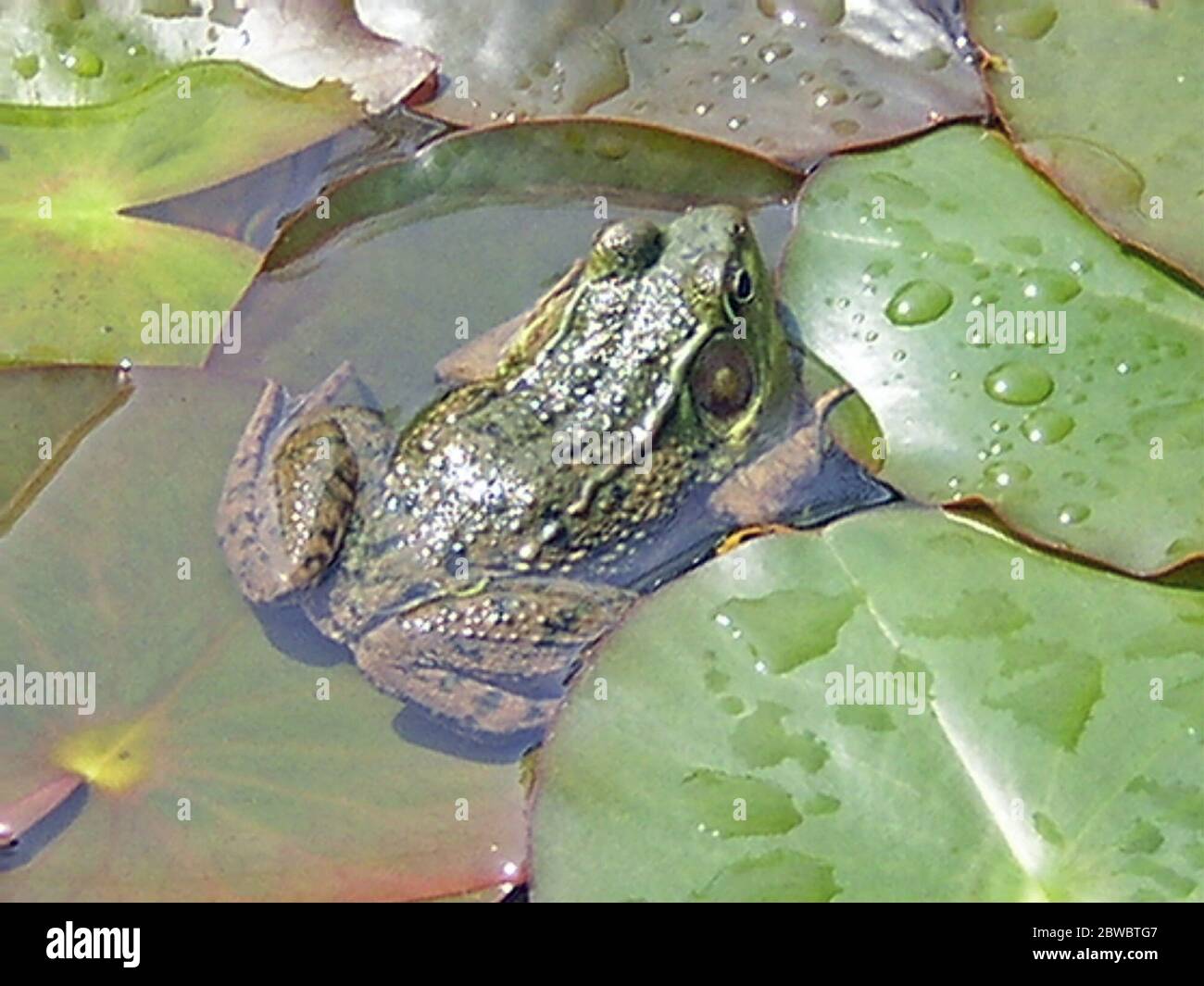 Frog on Lily Pads Stock Photo - Alamy