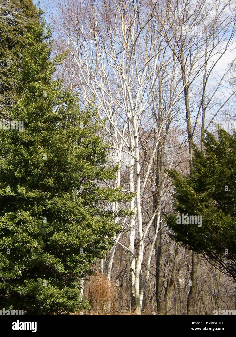 White Birch, Chestnut Ridge Metropark, Ohio Stock Photo - Alamy