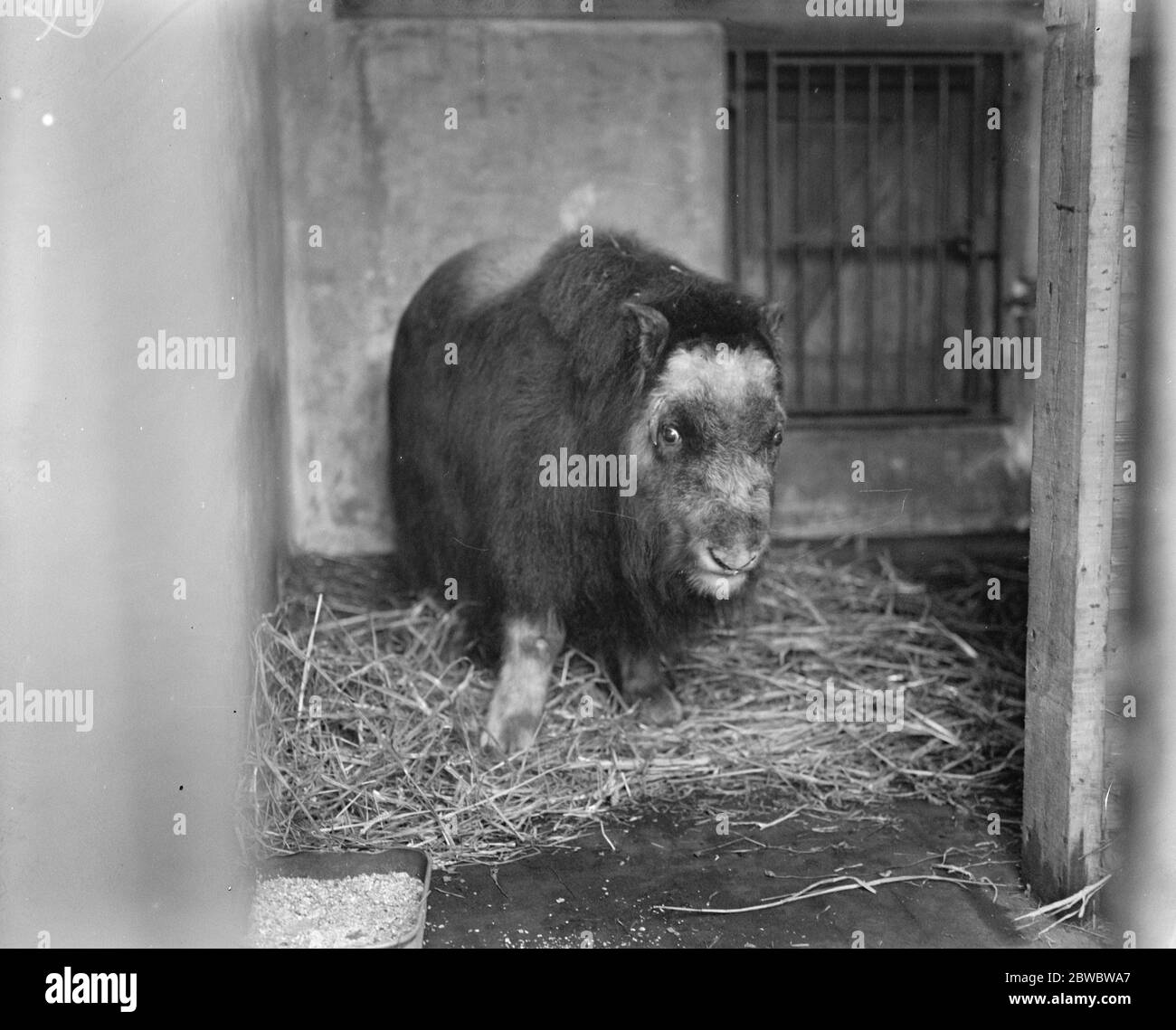 Musk Ox in England after 100 , 000 years An animal that may ...
