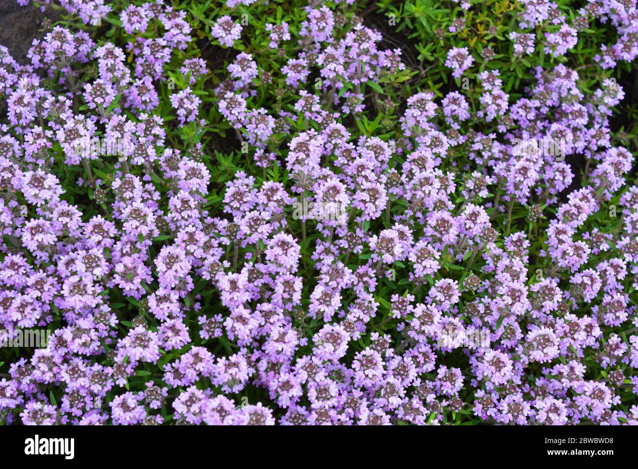Bright smelling purple blooming oregano flowers growing outside ...