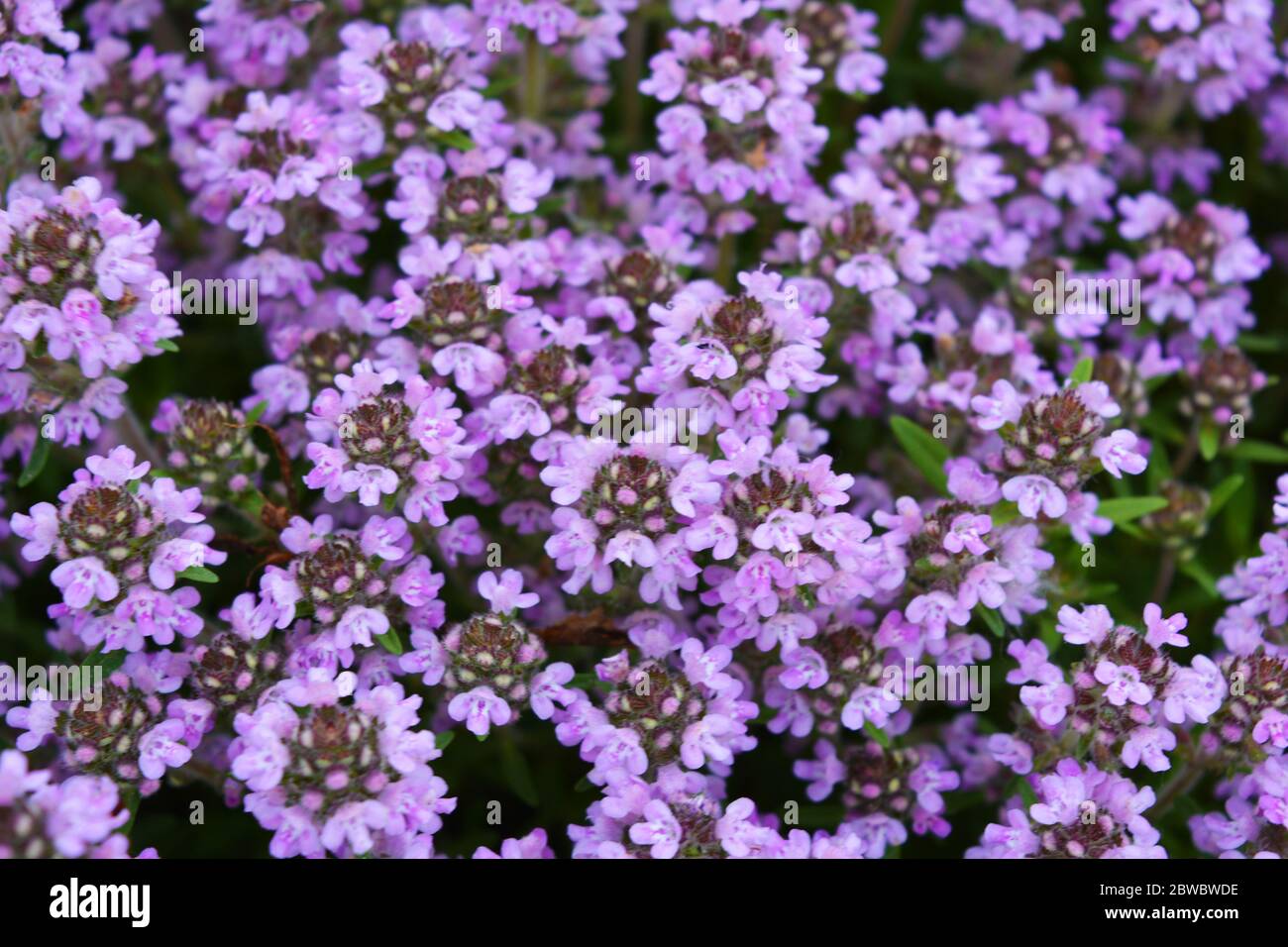 Bright smelling purple blooming oregano flowers growing outside ...