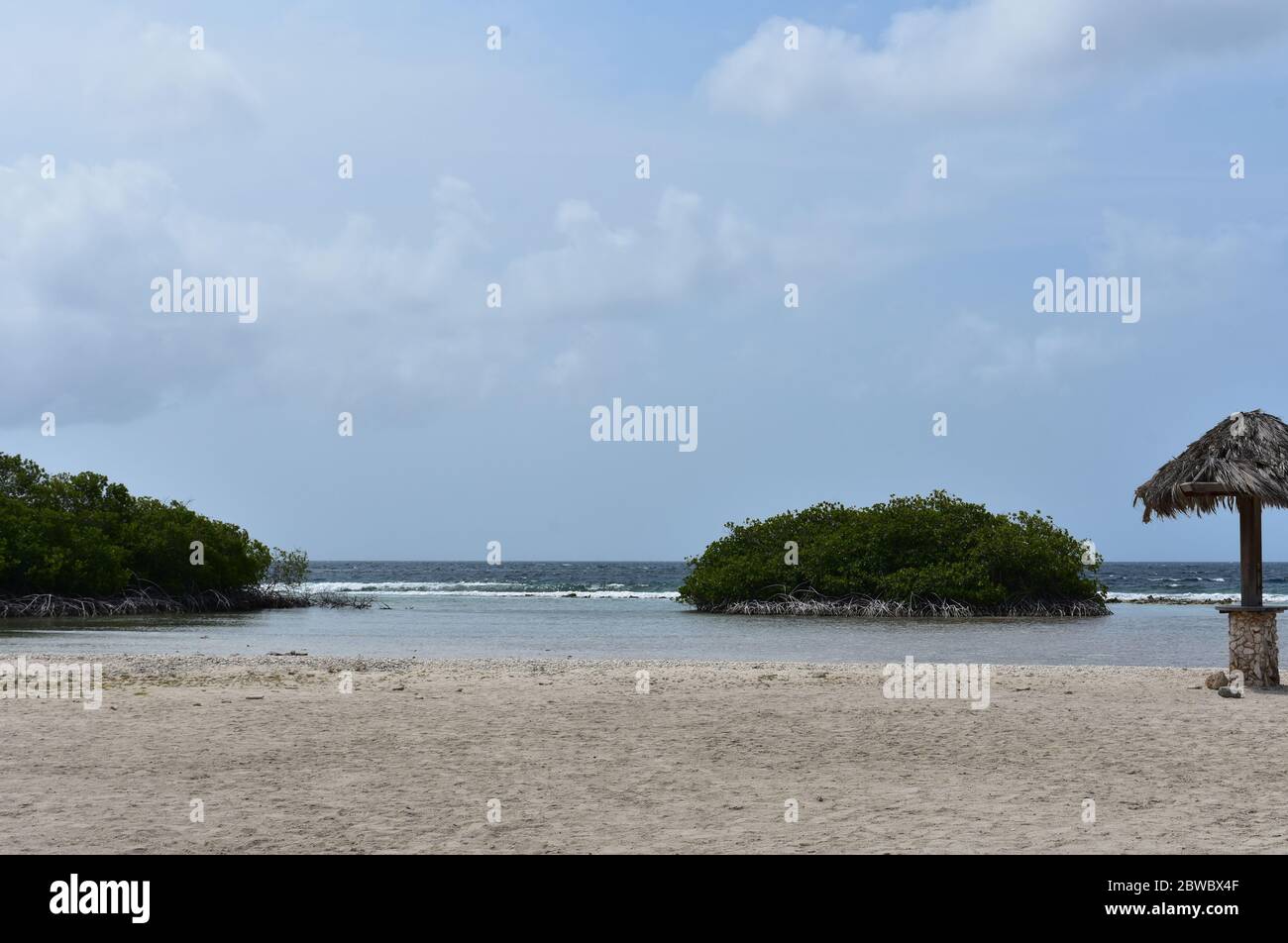 Mango halto hi-res stock photography and images - Alamy