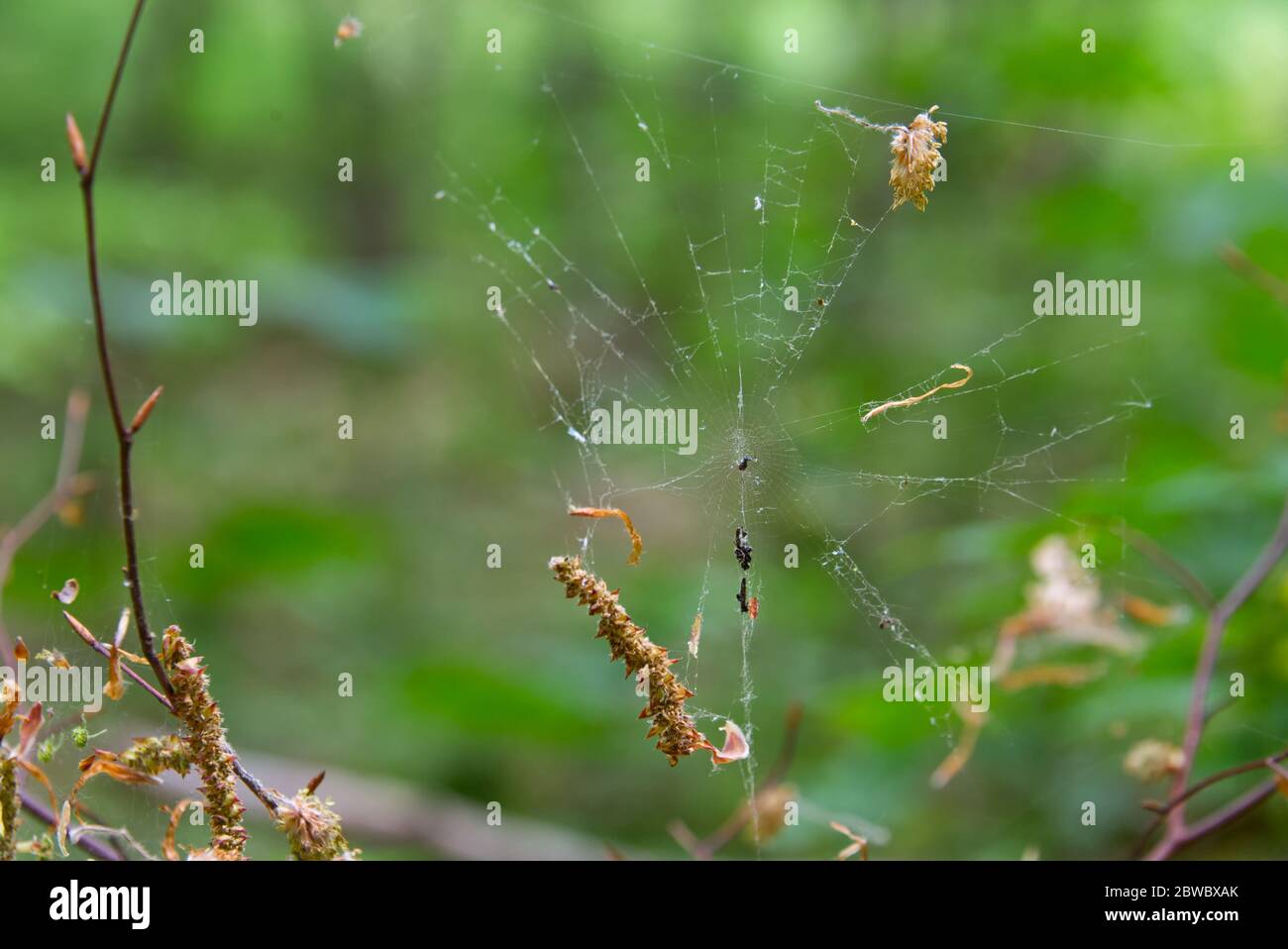 Tangled cobweb hi-res stock photography and images - Alamy