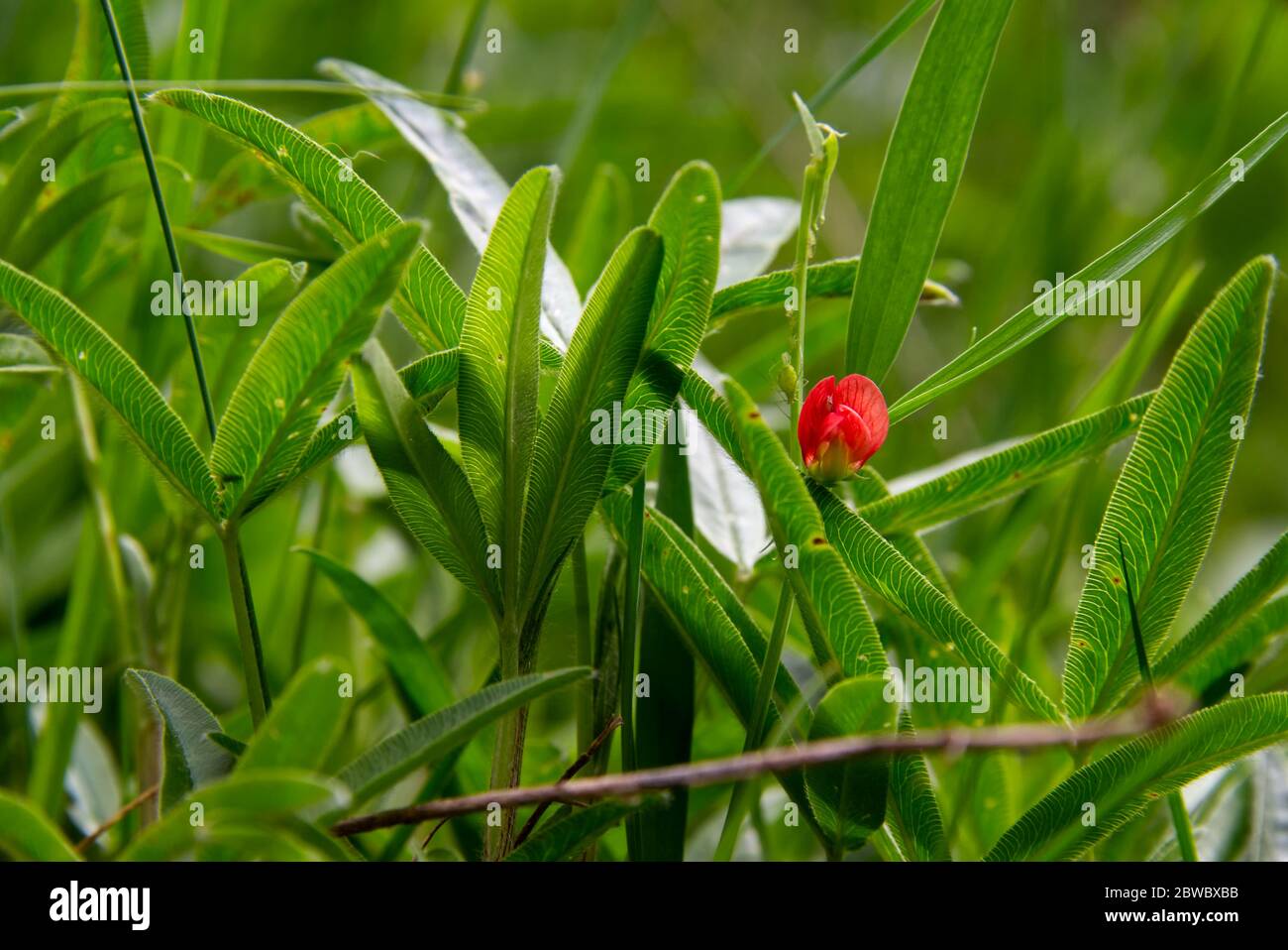 Small Red single flower surrounded with green leaves, red flower and a ...