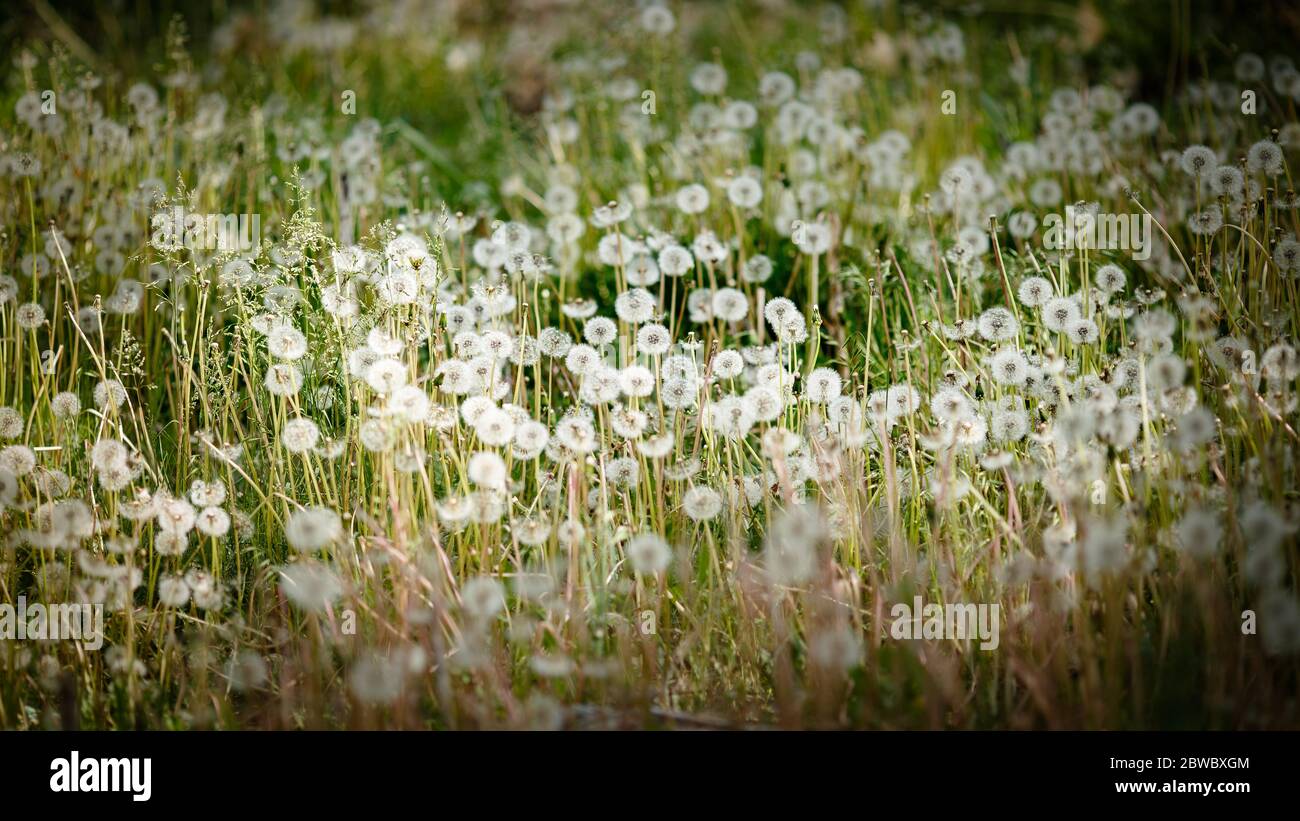 field of dandelions with seeds on a green background Stock Photo - Alamy