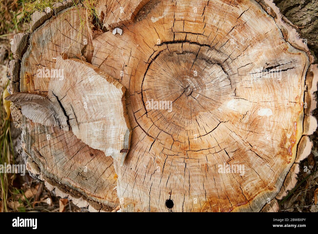 slice of old tree in the woods Stock Photo - Alamy