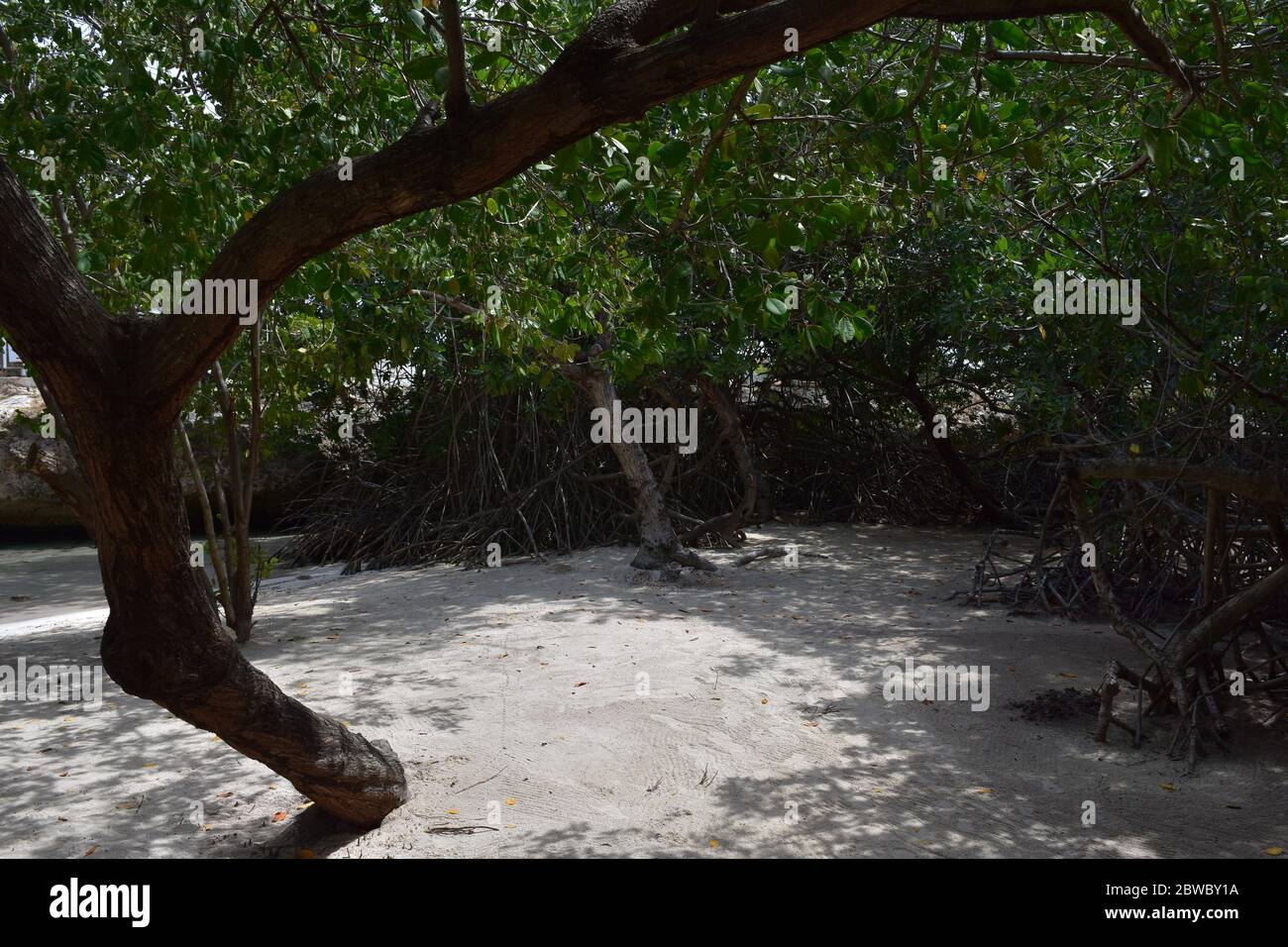 Mango halto hi-res stock photography and images - Alamy