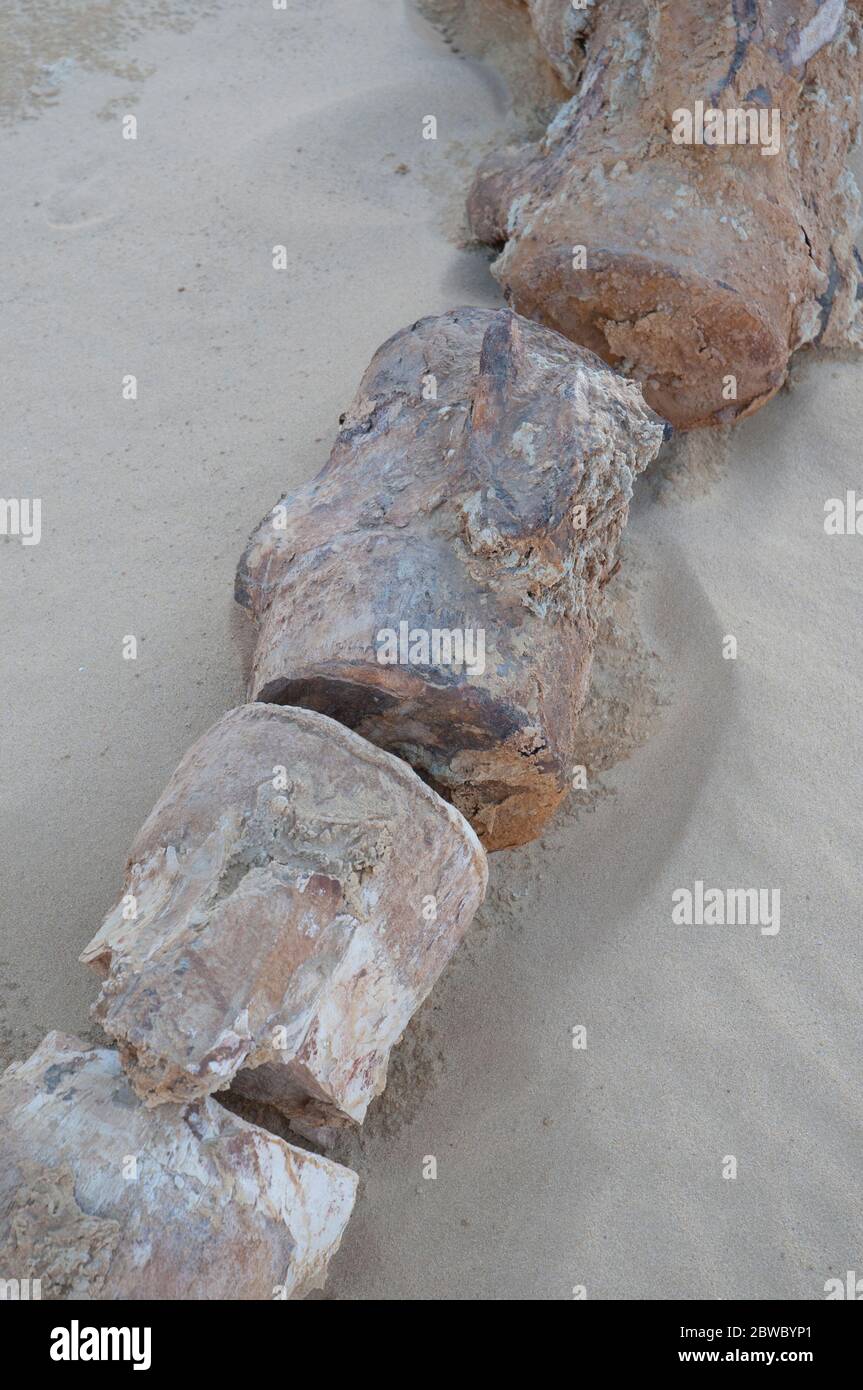 Wadi al hitan fossils hi-res stock photography and images - Alamy