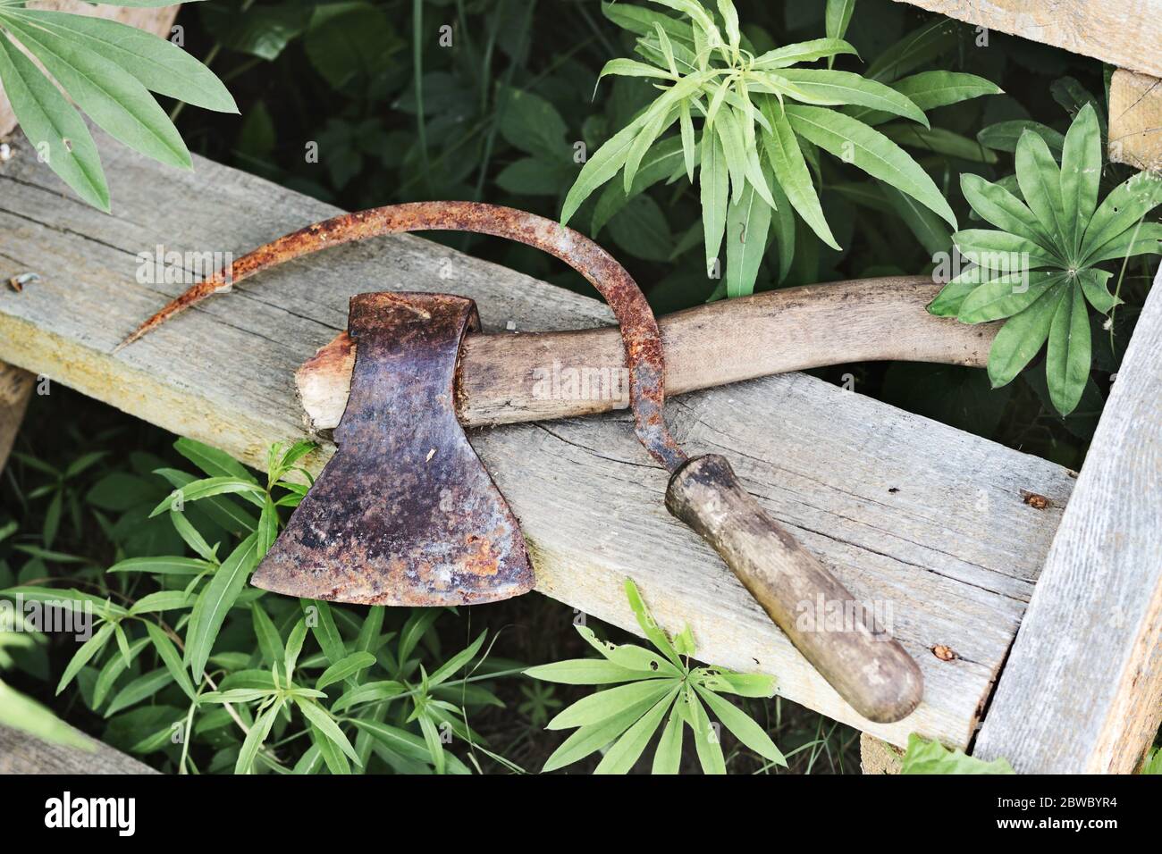 Rusty sickle and the bench axe are on the wooden stairs outdoors ...