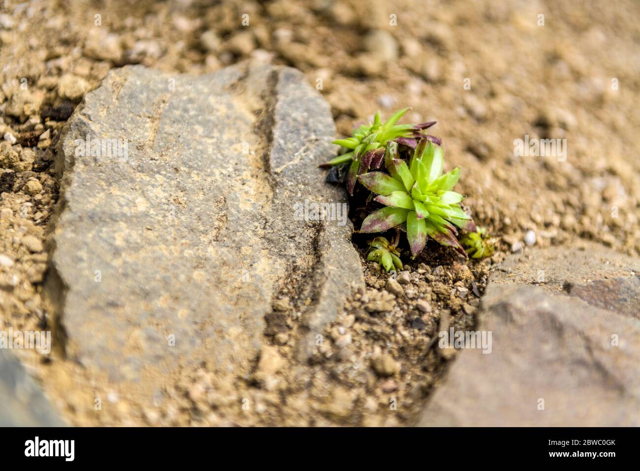 Houseleek Flower High Resolution Stock Photography and Images - Alamy