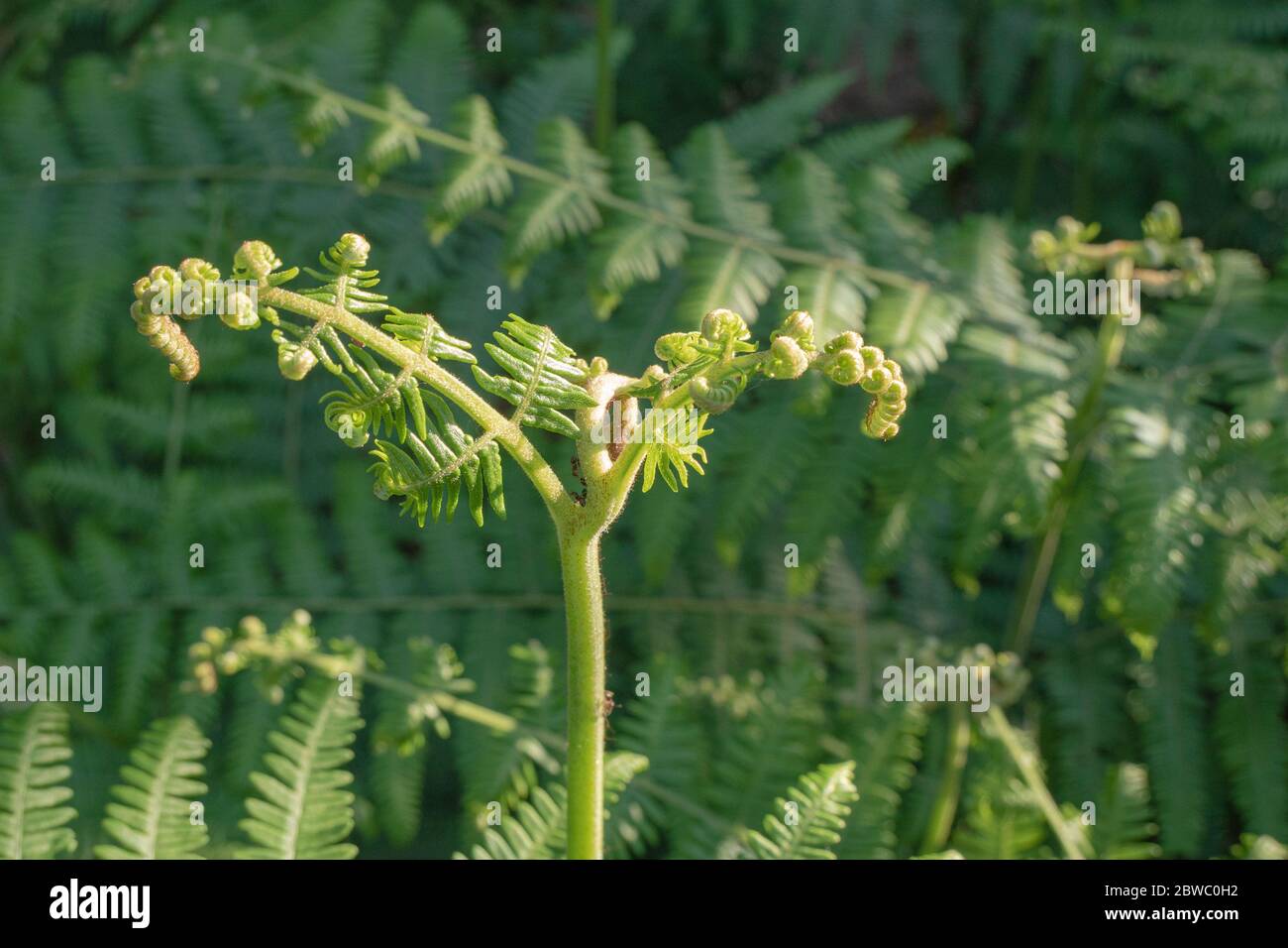 A fern in the fern forest with ants in the middle Stock Photo - Alamy