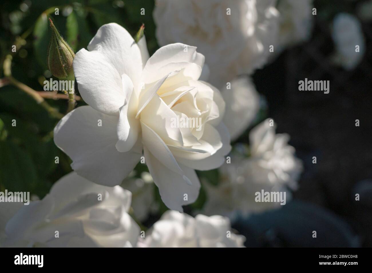 White wild rose hi-res stock photography and images - Alamy