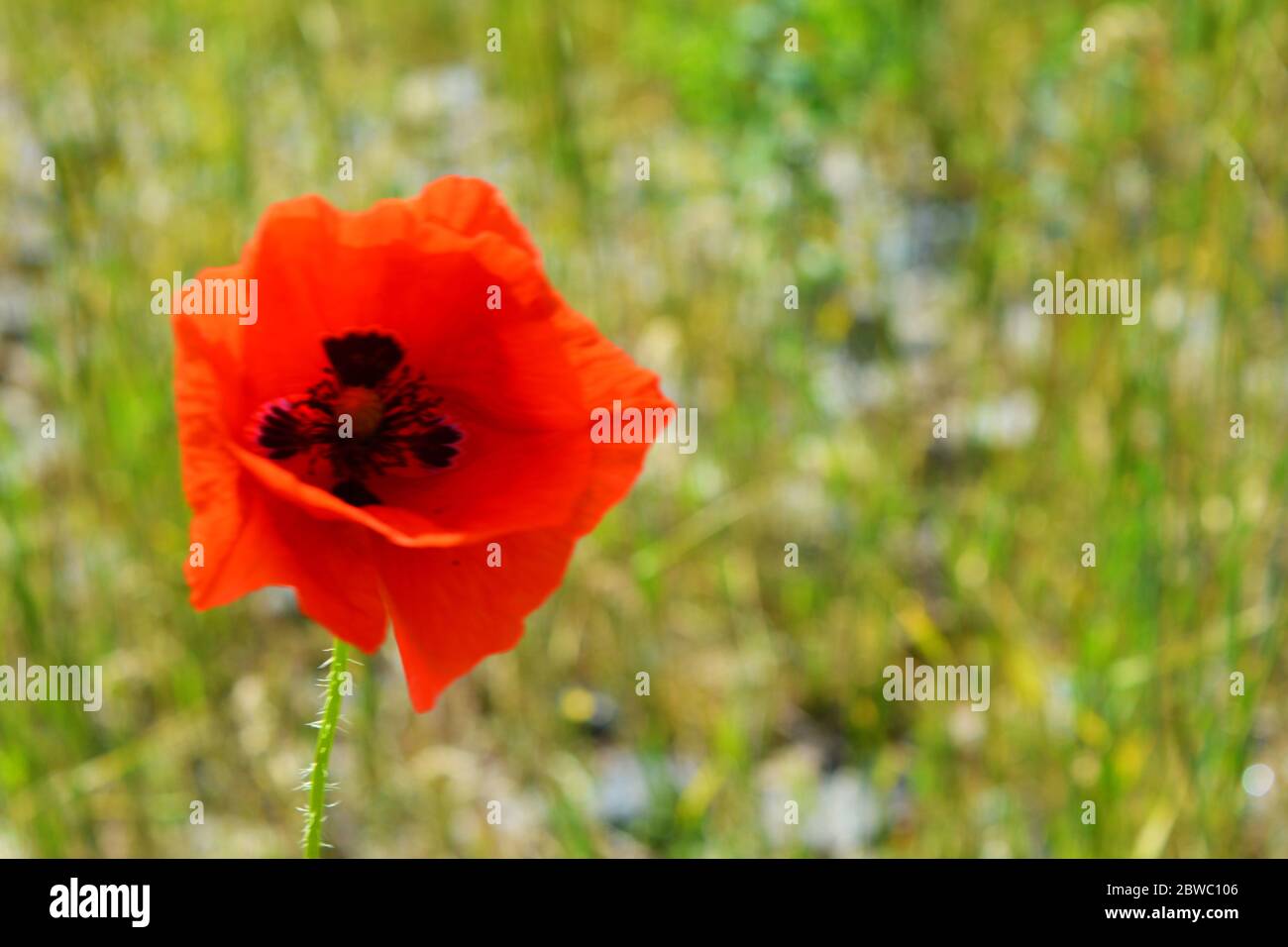 Bright red fresh papaver flowers, poppy bushes growing in the field ...