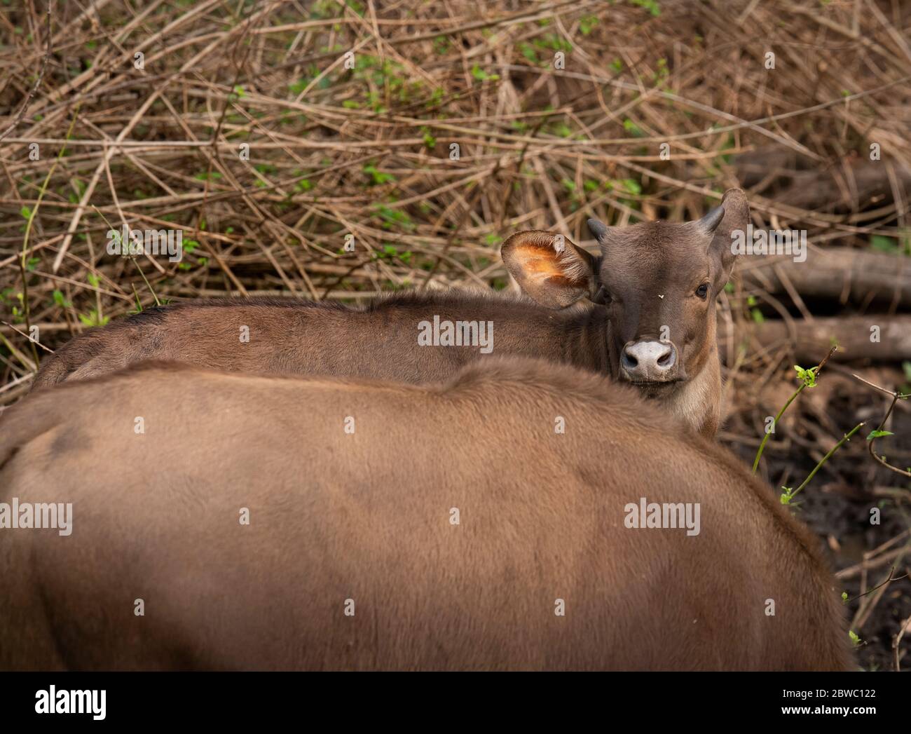 Nilgiri bison hi-res stock photography and images - Alamy