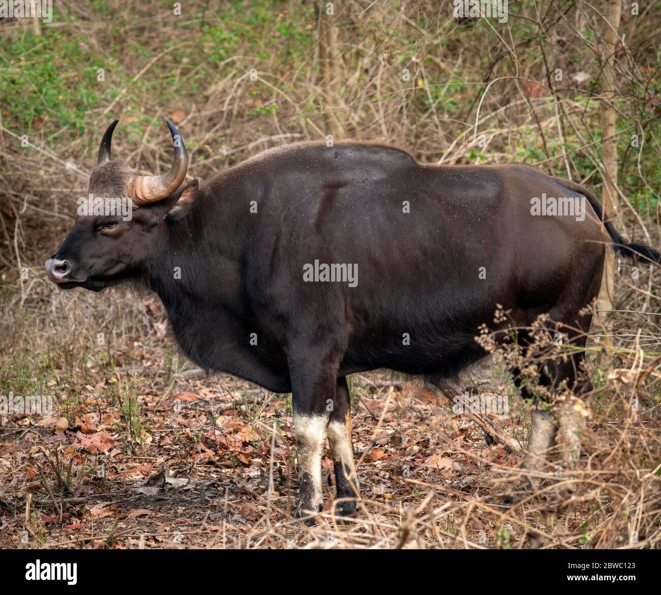 Nilgiri Bison High Resolution Stock Photography and Images - Alamy