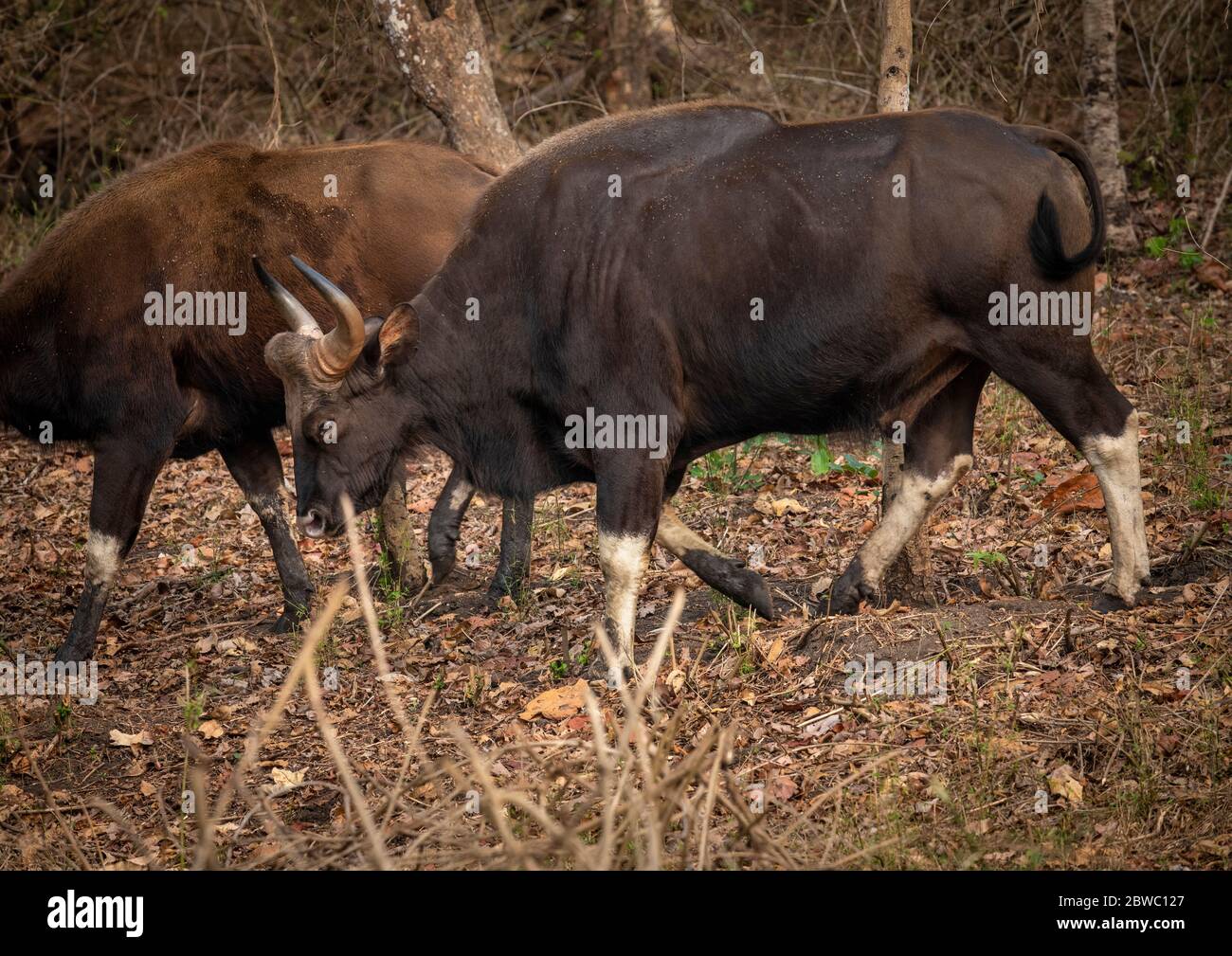 The Indian Bison / Indian Gaur, an artistic visual...the forest stays ...
