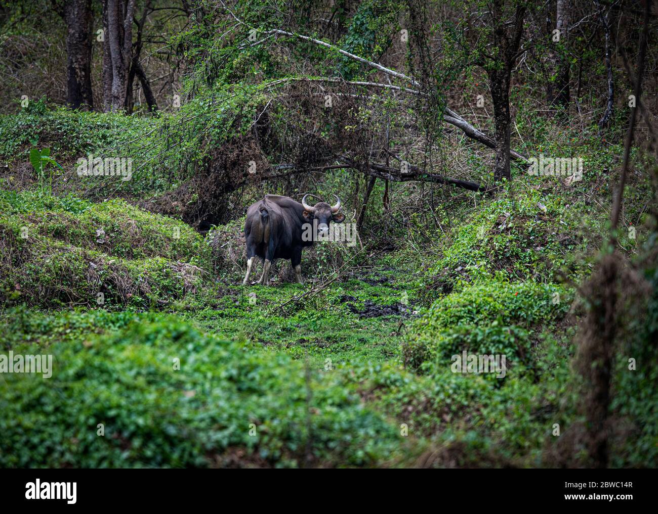 The Indian Bison / Indian Gaur, an artistic visual...the forest stays ...