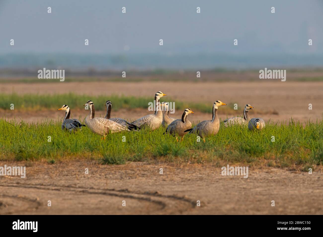 Bar-headed goose-A visual treat, A fascinating iconic bird that keeps ...
