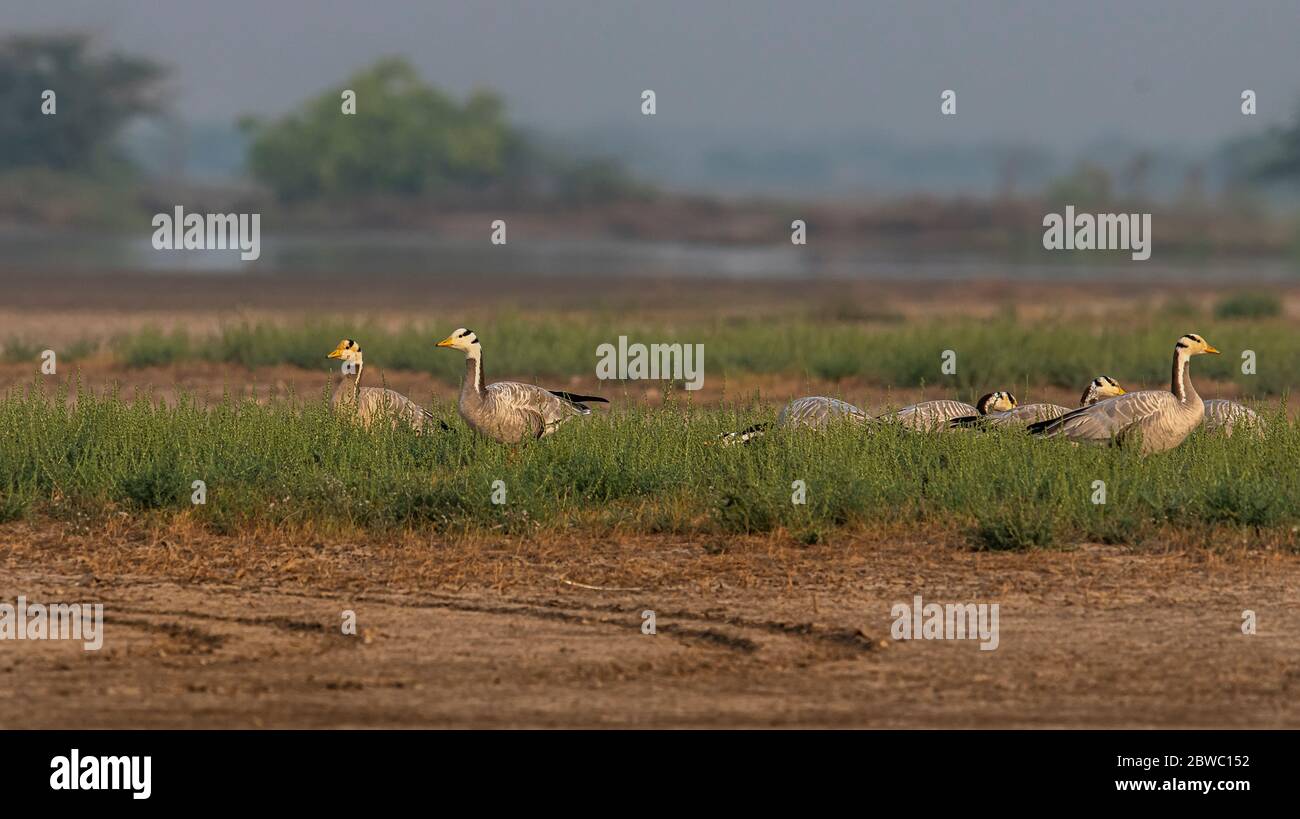 Bar-headed goose-A visual treat, A fascinating iconic bird that keeps ...