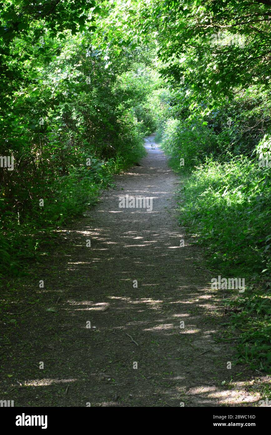 Long grass and foliage on a country path Stock Photo - Alamy