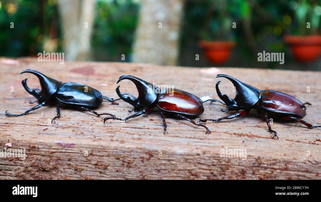 Red beetles, black beetles climbing on trees an insect of an order ...