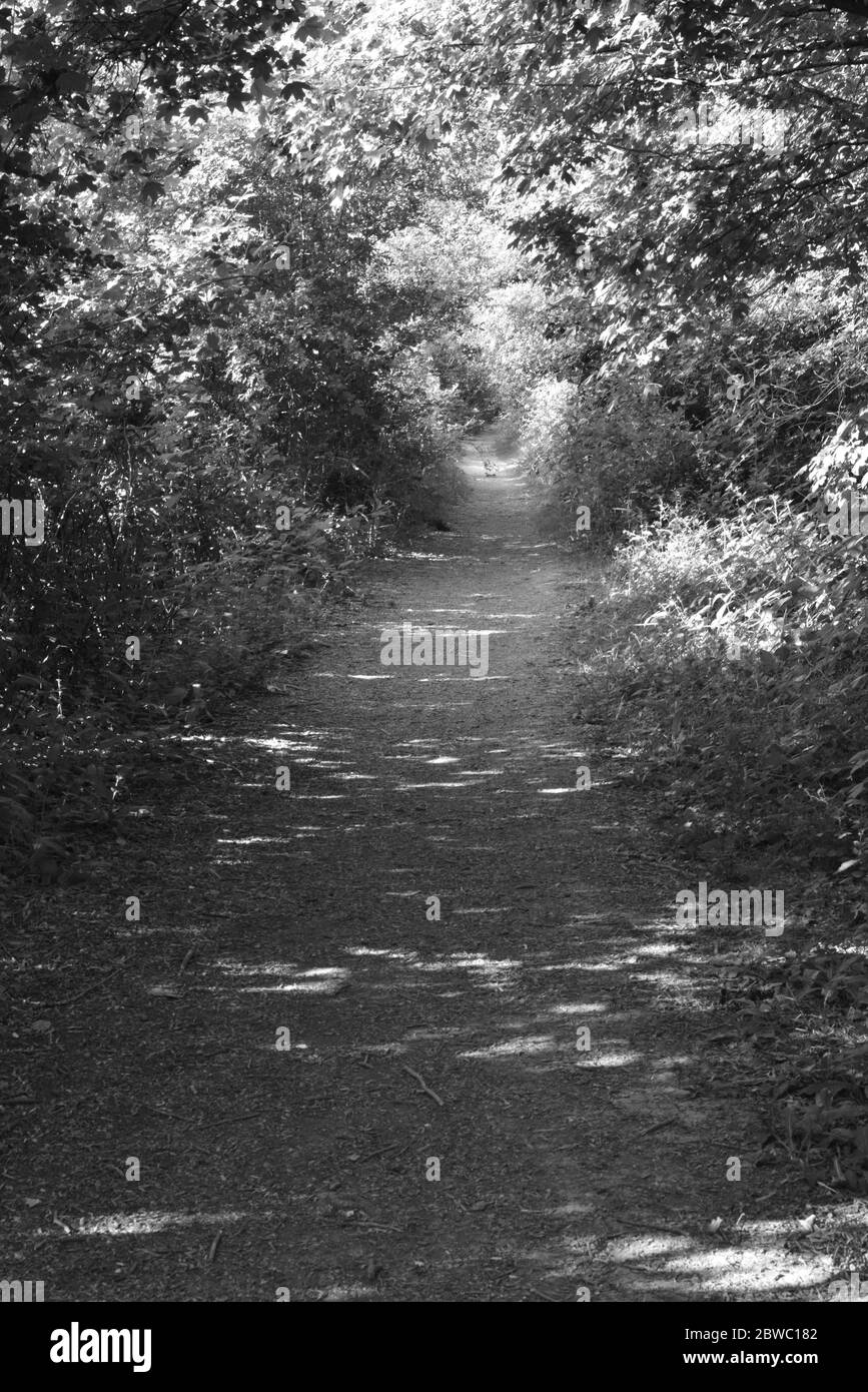 Long grass and foliage on a country path Stock Photo - Alamy