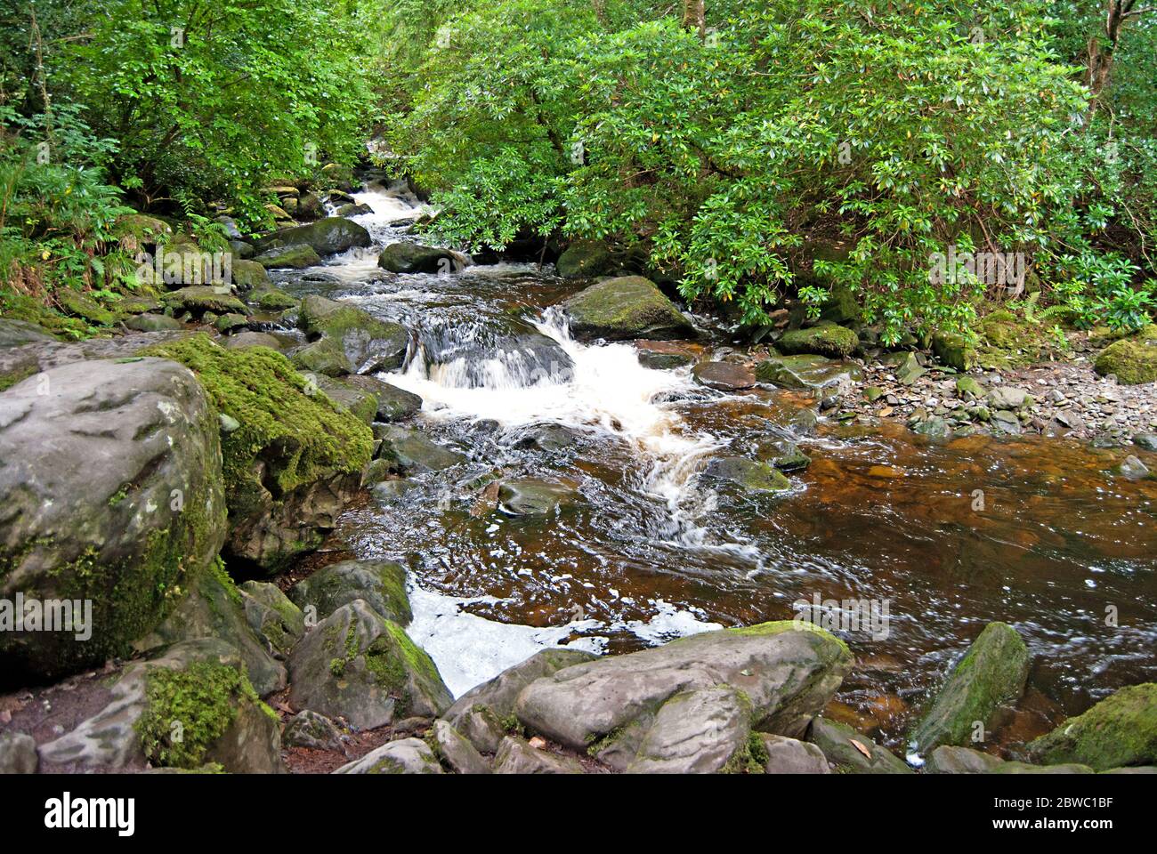 Stream at Killarney National Park, Ireland Stock Photo - Alamy