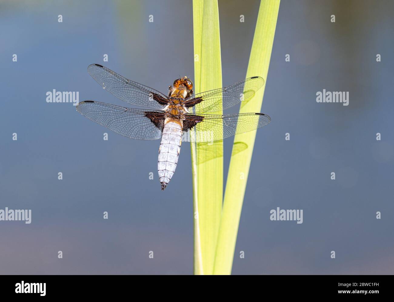 A male Broad-bodied Chaser Dragonfly resting on a Reed on a pond with ...