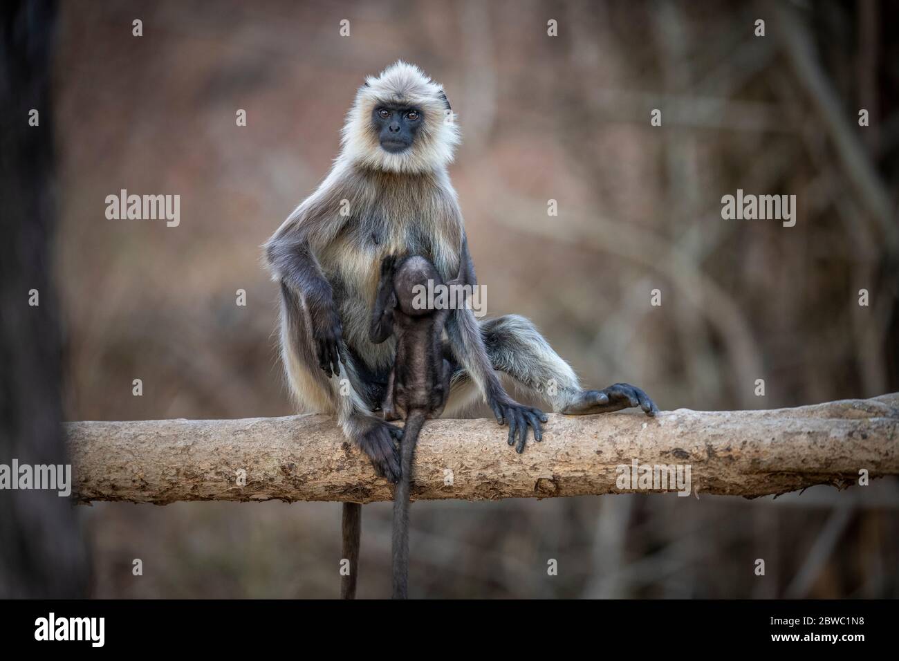 Indian langoor hi-res stock photography and images - Alamy