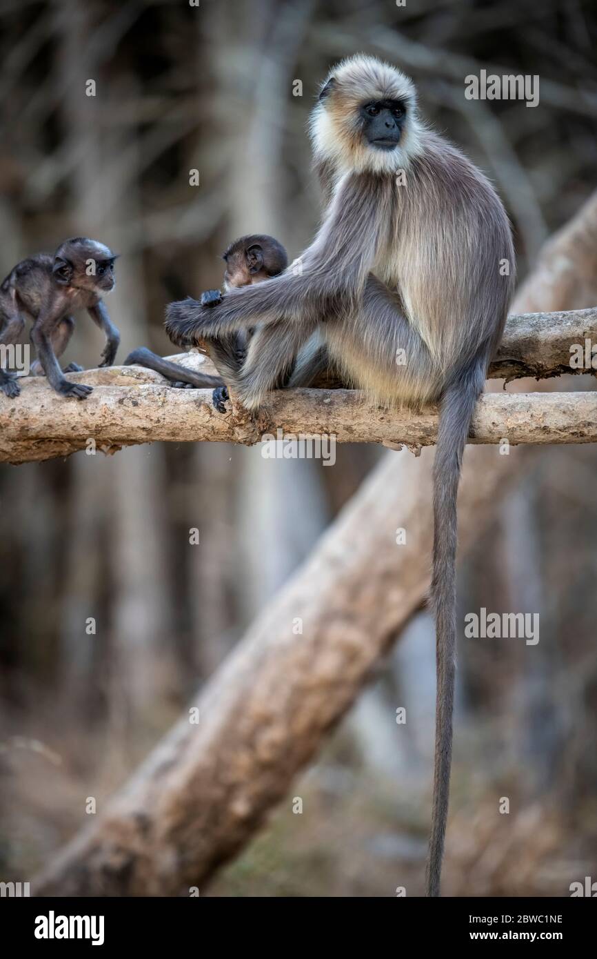 Gray langur / Hanuman langur, an endearing pose! We can connect more ...