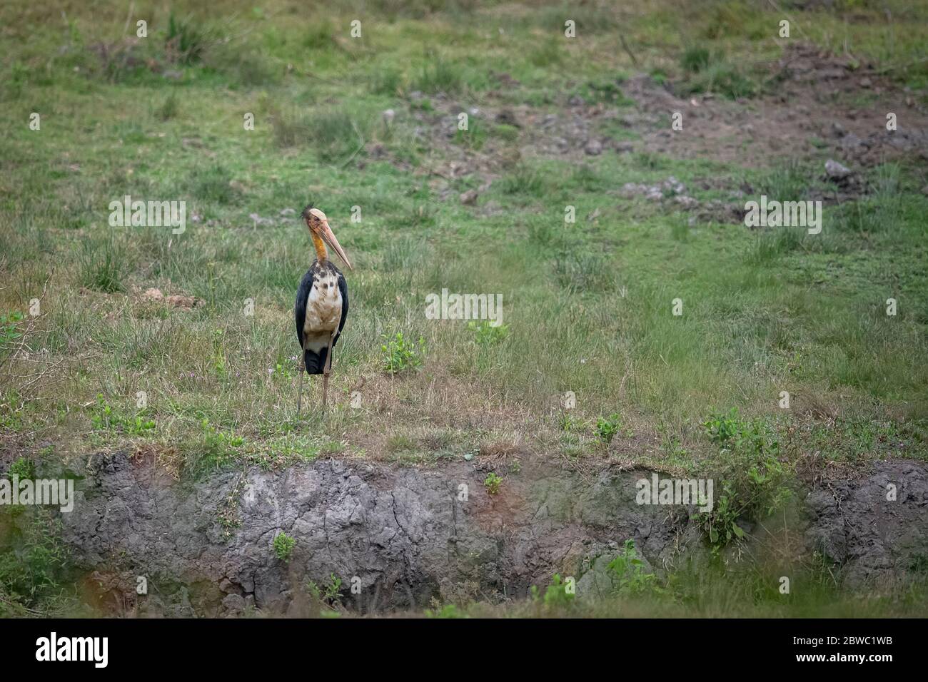 A lesser adjutant stork standing in the middle of forest grass growth ...