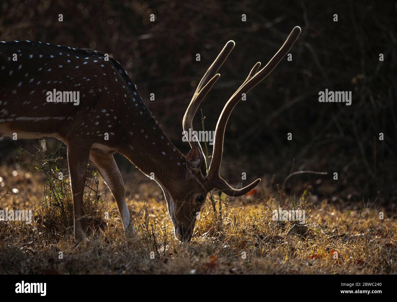 Indian antelope calf hi-res stock photography and images - Alamy
