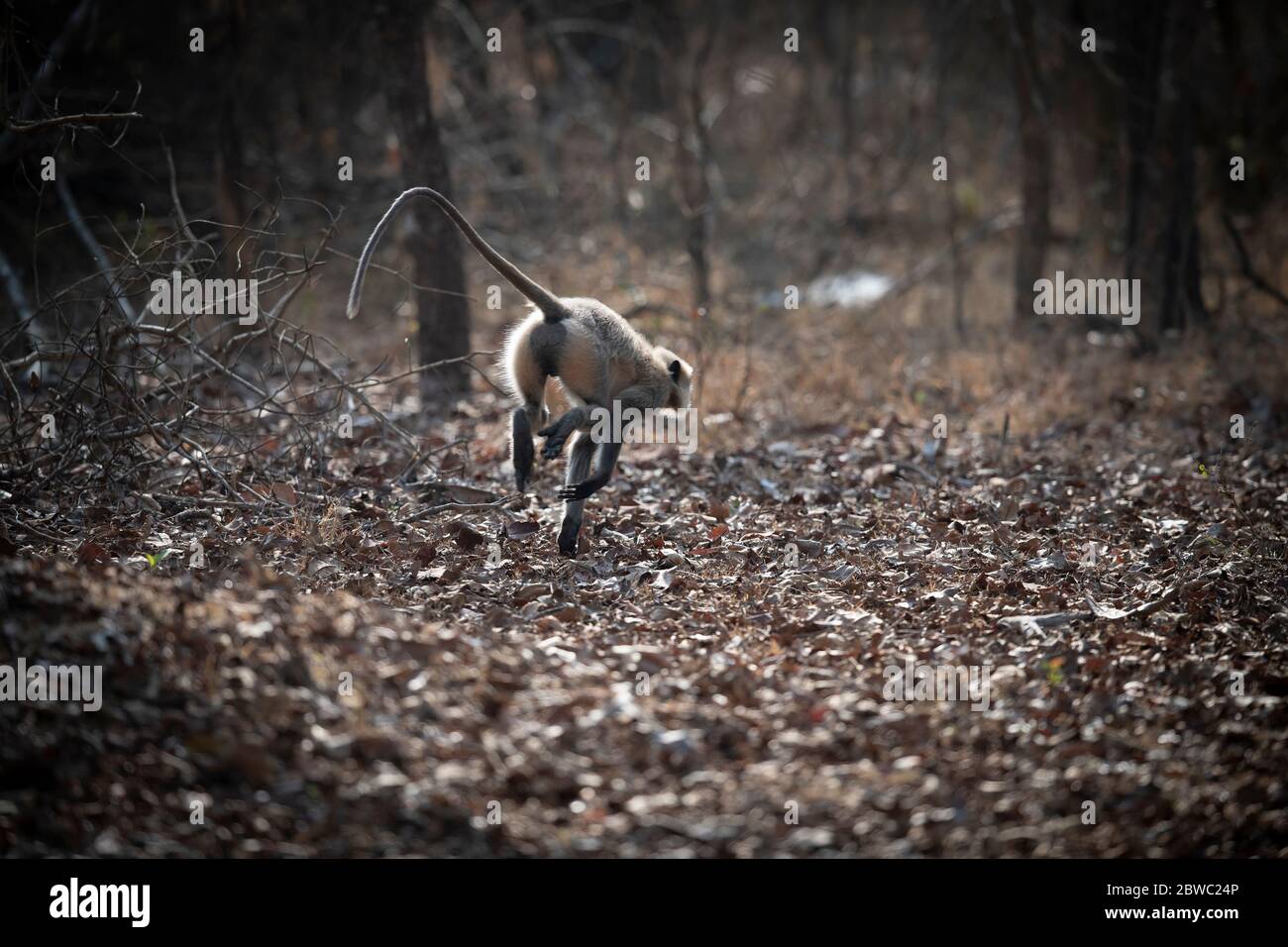Gray langur / Hanuman langur, an endearing pose! We can connect more ...