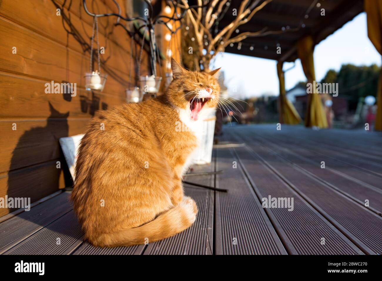 Cat terrace hi-res stock photography and images - Alamy