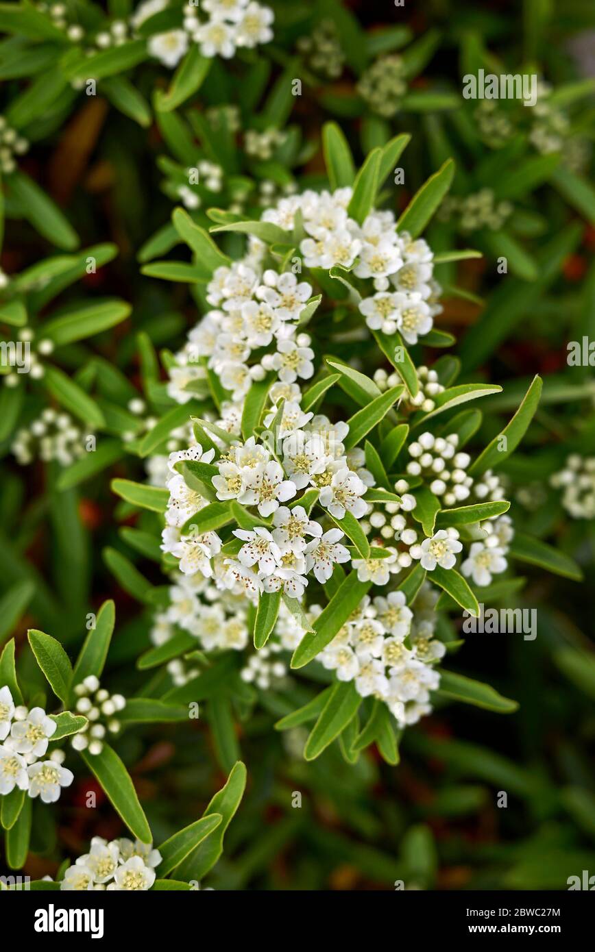 Pyracantha angustifolia hi-res stock photography and images - Alamy