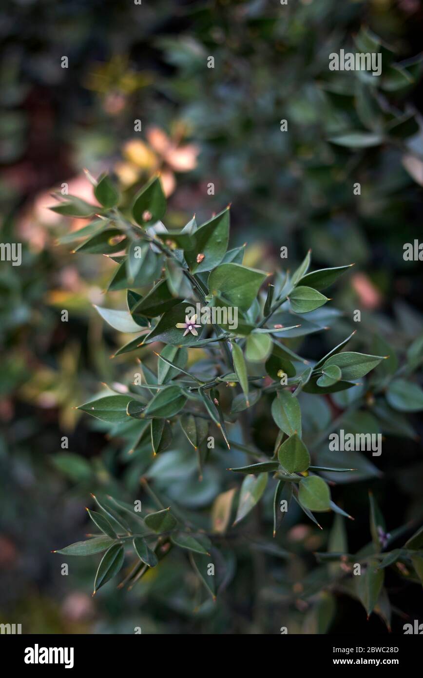 Ruscus aculeatus shrub with fruit and flowers Stock Photo - Alamy